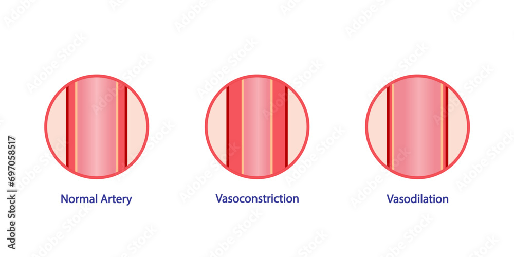Arterial vasoconstriction and vasodilation. Cross section of arteries ...
