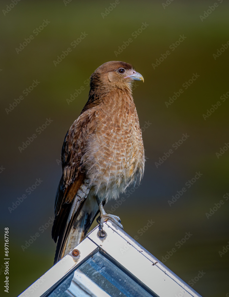 Photo Stock Chimango Caracara (Daptrius chimango), Chiloe-caulin bay ...