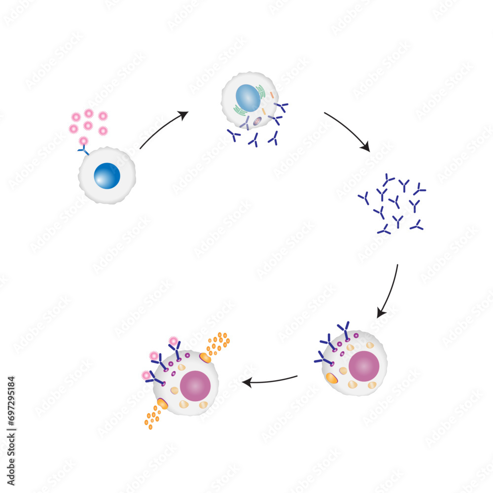 Vector de Stock Allergy mechanism. Anaphylactic reaction, allergic reaction, Autoimmune ...