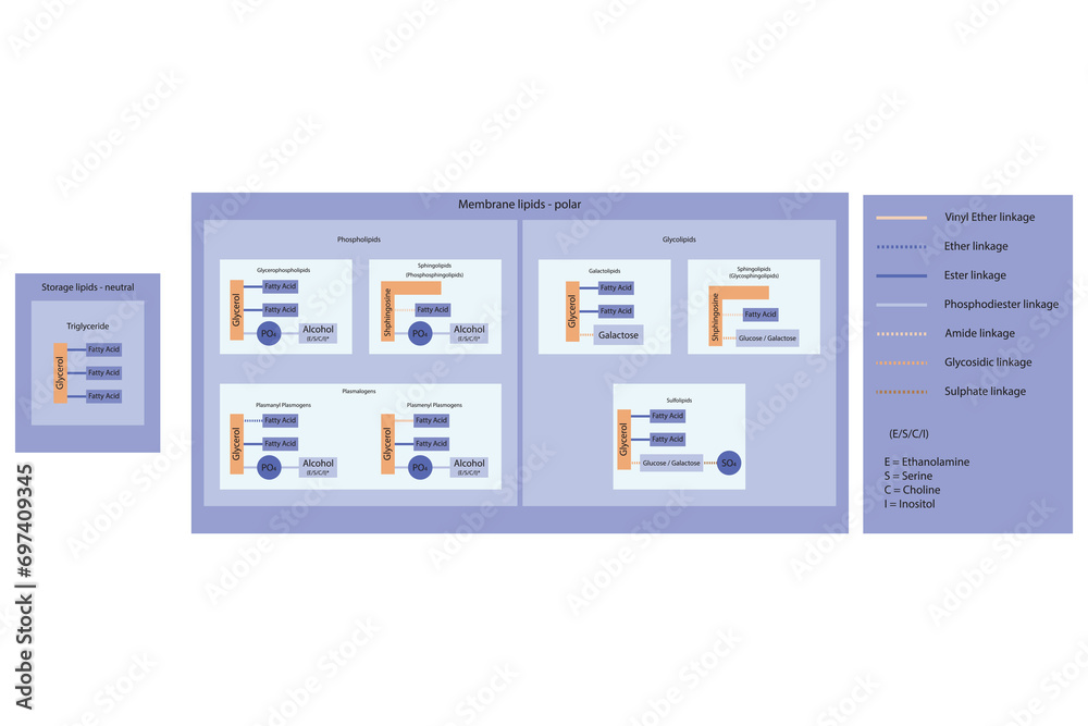 Diagram showing classification of lipids - storage lipids, membrane ...