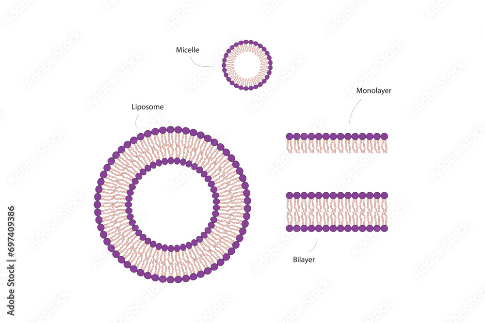 Diagram showing phospholipid structures - Liposome, micelle, monolayer and bilayer - non polar ...