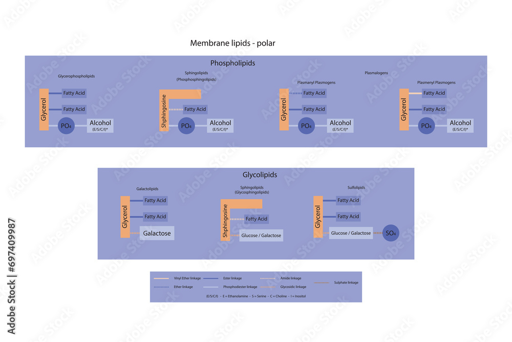 Diagram showing classification of lipids - storage lipids, membrane ...