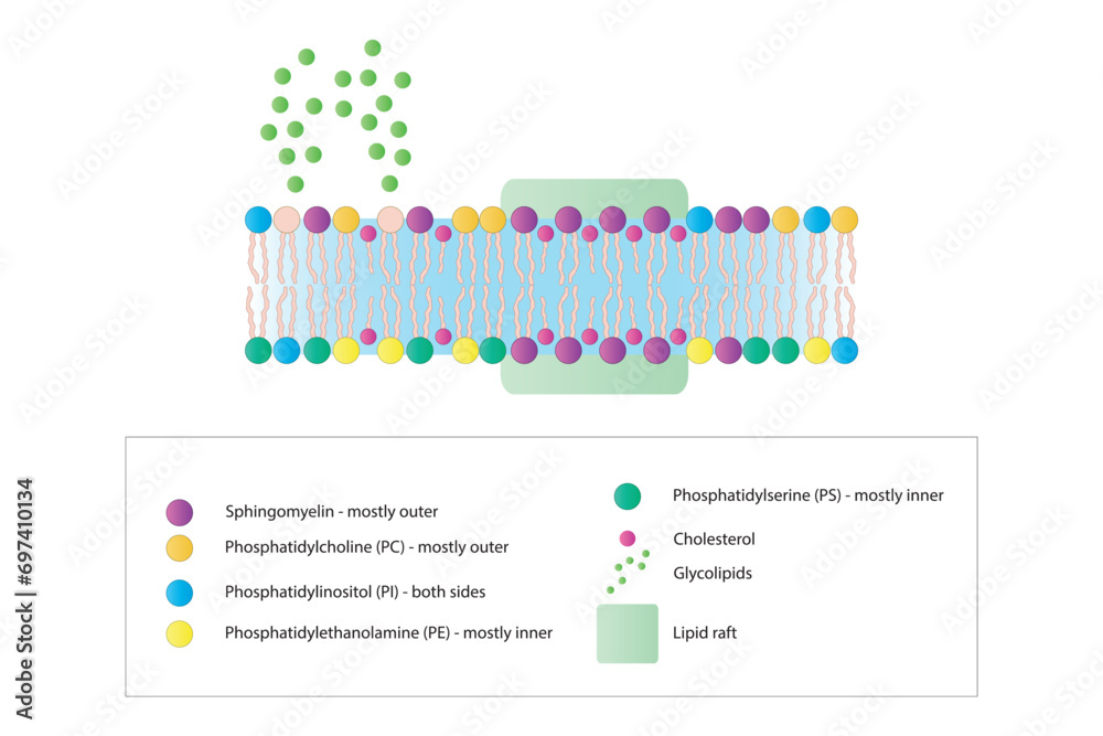 Diagrams showing schematic structure of cytoplasmatic membrane ...