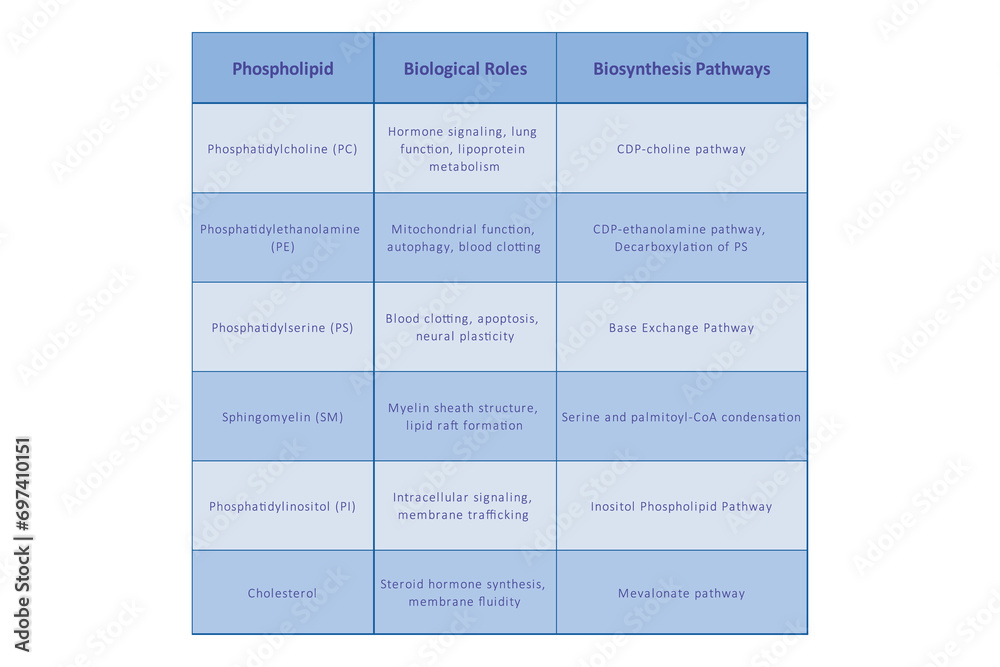 Vektor Table showing Phospholipids types, biological roles and ...