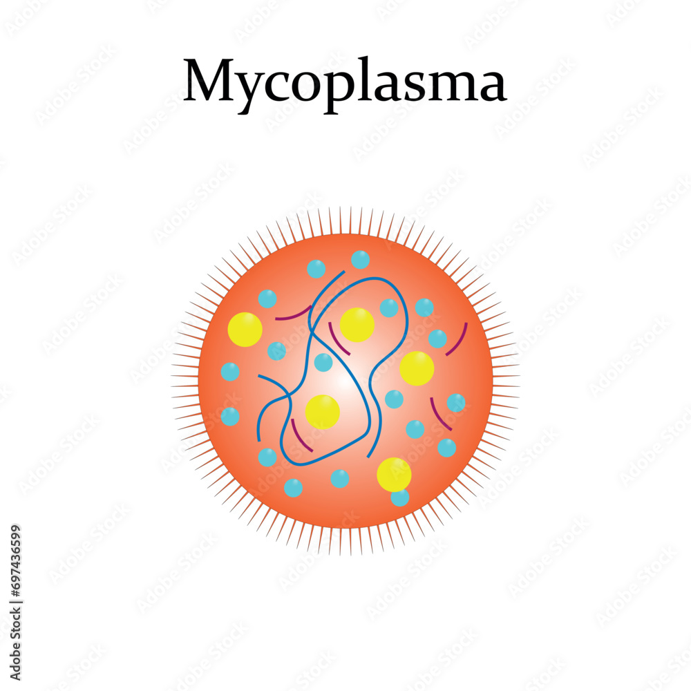 Mycoplasma bacteria diagram. Mycoplasma anatomy. Vector illustration ...