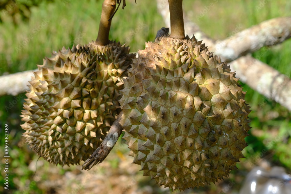 Foto de Stock Durian is the name of a tropical plant originating from ...