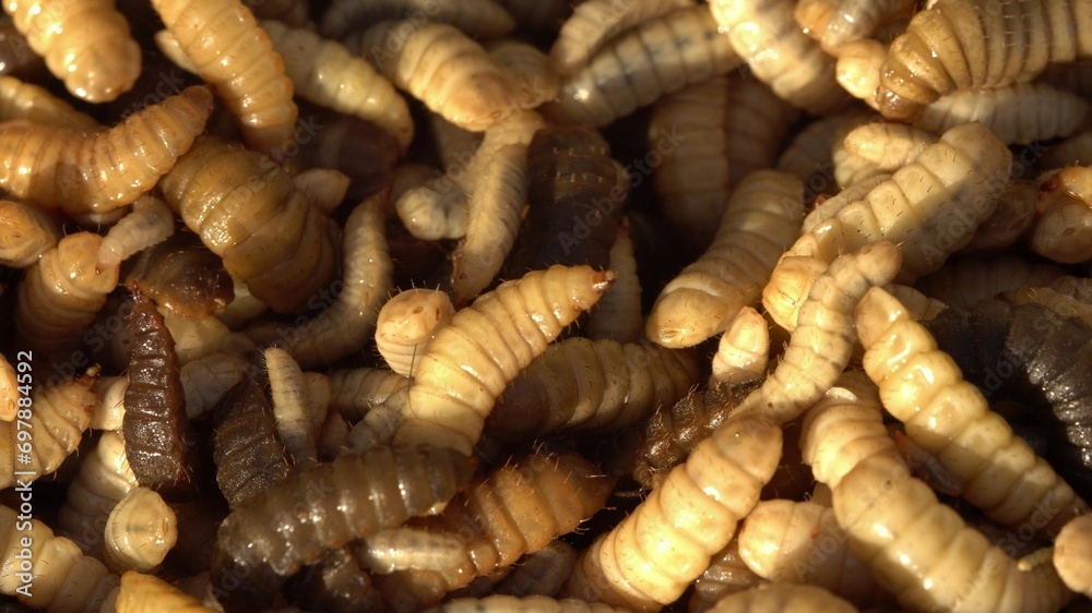 Black soldier fly larvae produced as animal feed. Hermetia illucens ...