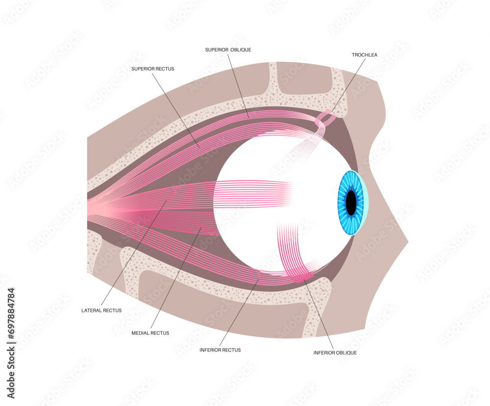 Extraocular muscles anatomy Stock Vector | Adobe Stock