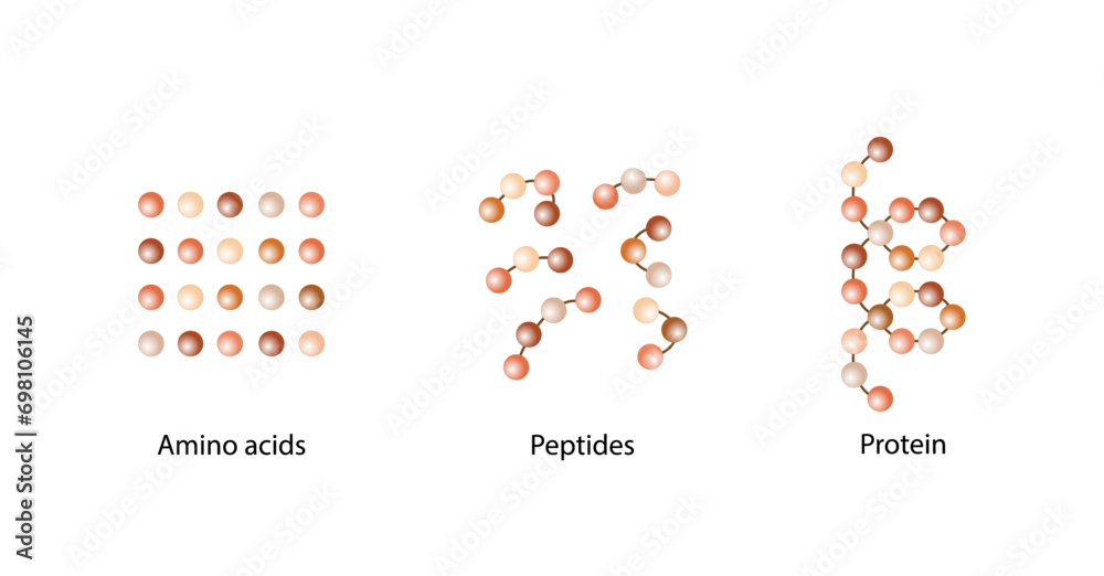 Protein Formation. Biochemical Structure Of Amino acids, Peptides And ...