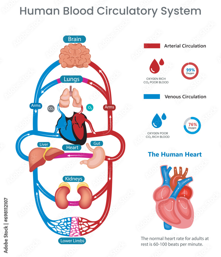 Human circulatory system and Blood circulates through arteries and ...