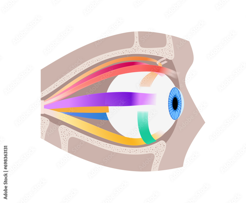 Extraocular muscles anatomy Stock Vector | Adobe Stock