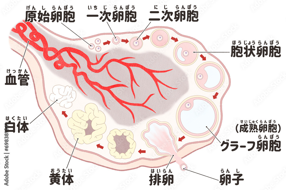 Ovarian follicle development labeled diagram PNG Stock Illustration ...