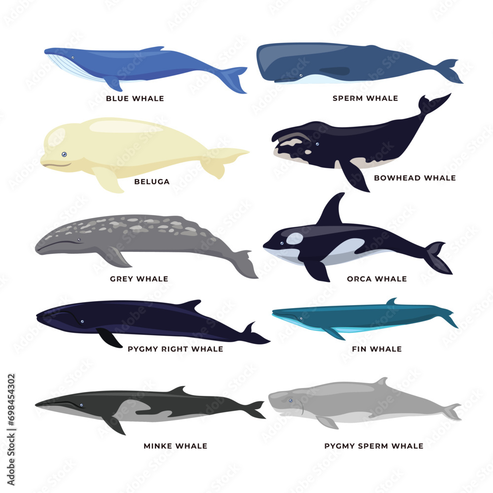 Set of different types of Whales Collection, vector illustration ...