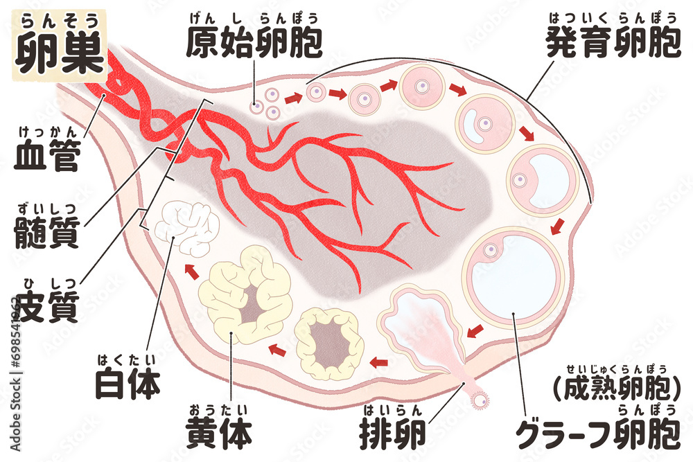 Folliculogenesis stages labeled diagram Ovarian follicle development ...