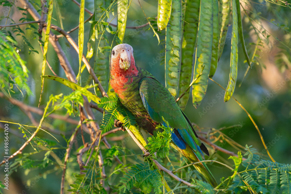 Cuban amazon, Cuban parrot, rose-throated parrot - Amazona leucocephala ...