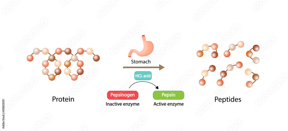 Protein Digestion in stomach. Gastric juice, pepsin and hydrochloric ...