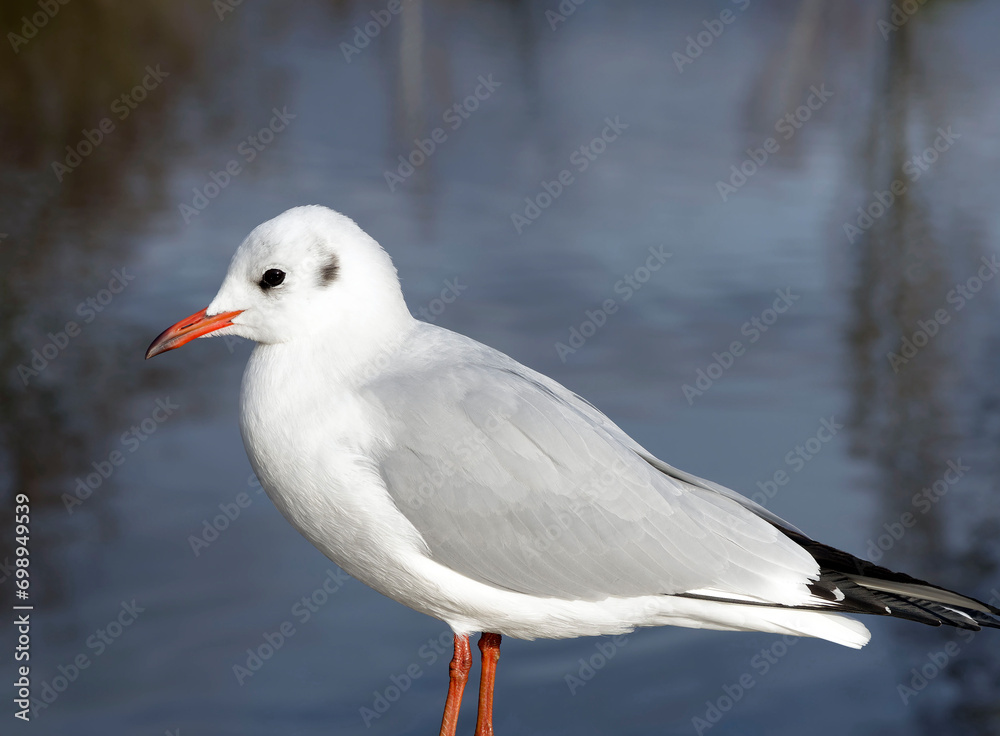 (Chroicocephalus ridibundus) Portrait of a mature black-headed gull ...