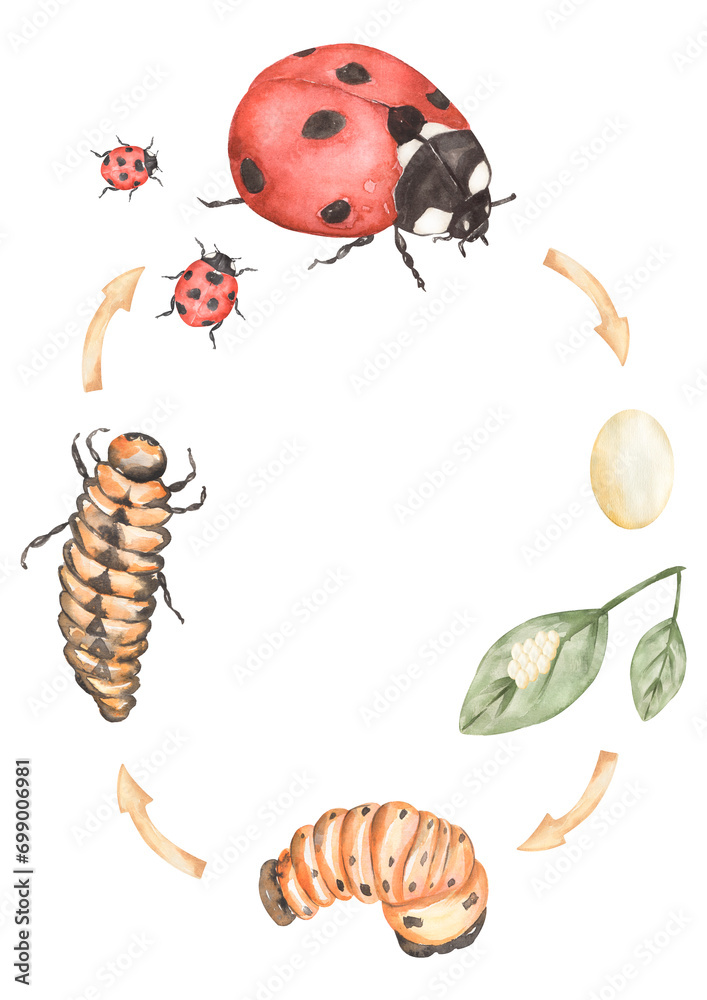 Ladybug Life Cycle Clipart, Watercolor insect Life Cycle Poster, beetle ...