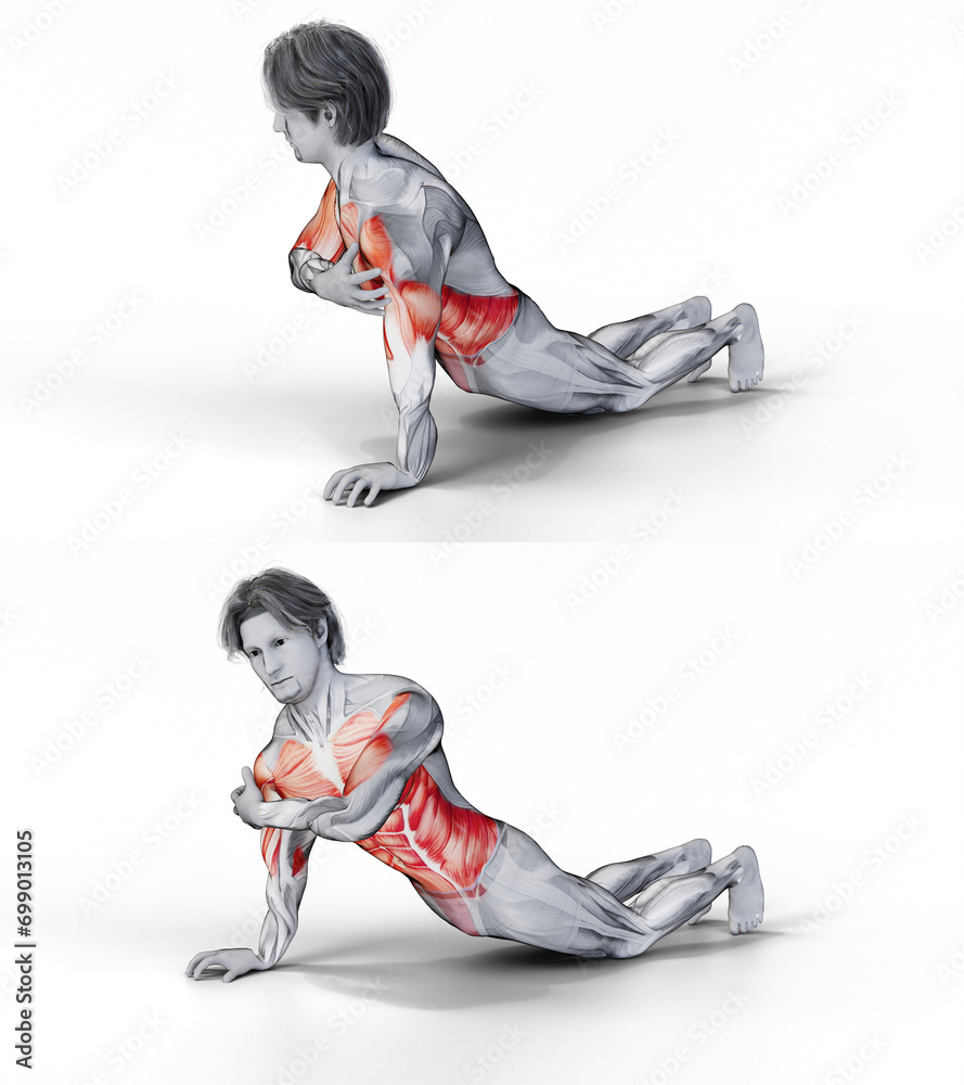 034 Kneeling Plank Shoulder Tap. 3D Anatomy of fitness and bodybuilding ...