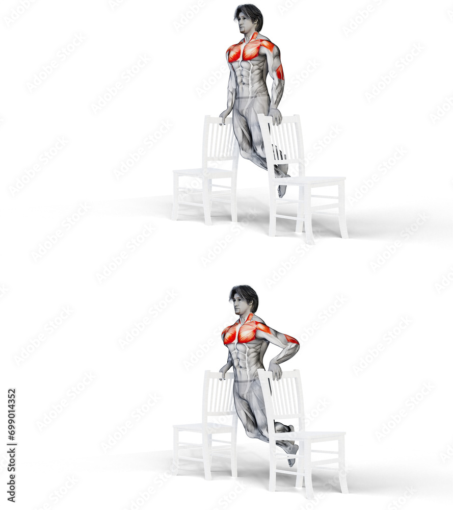 085 Dips between Chairs. 3D Anatomy of fitness and bodybuilding. An ...