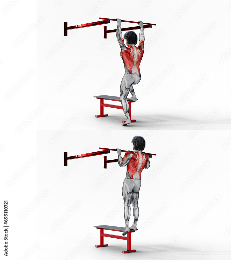 121 Bench Pull-ups. 3D Anatomy of fitness and bodybuilding. An ...