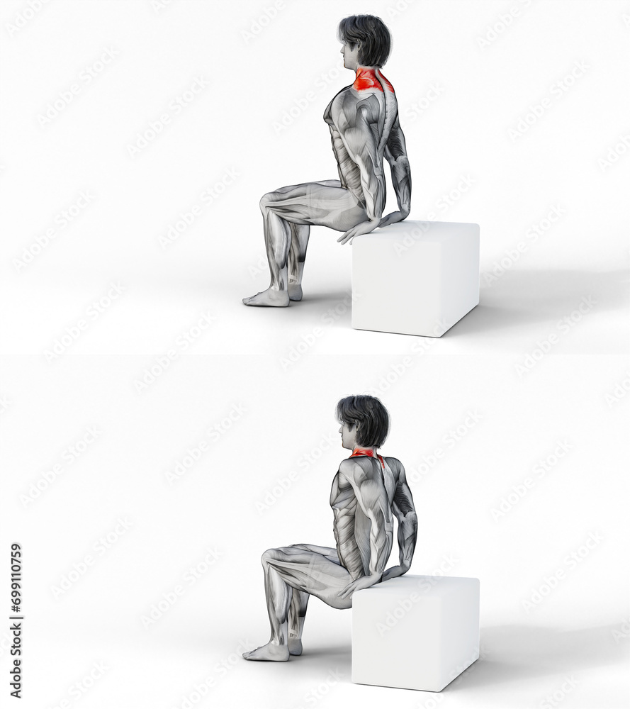 120 Scapula Dips. 3D Anatomy of fitness and bodybuilding. An ...