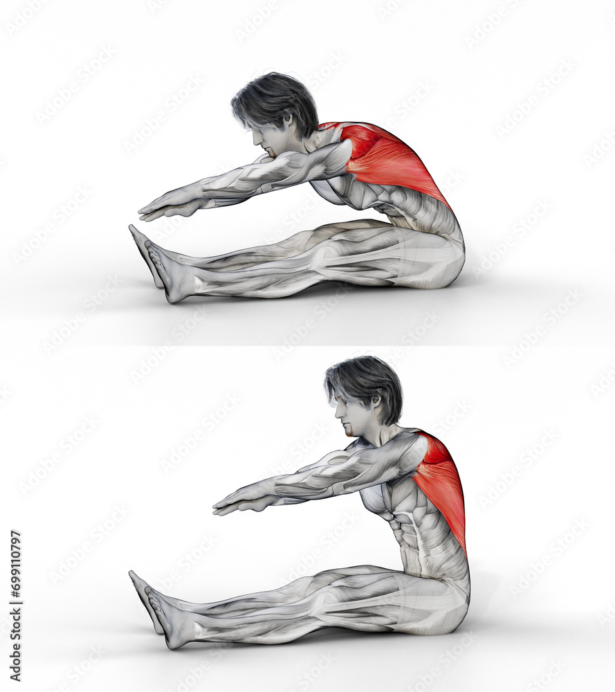 Stock-Illustration „122 Sitting Bent Over Back Stretch. 3D Anatomy of ...