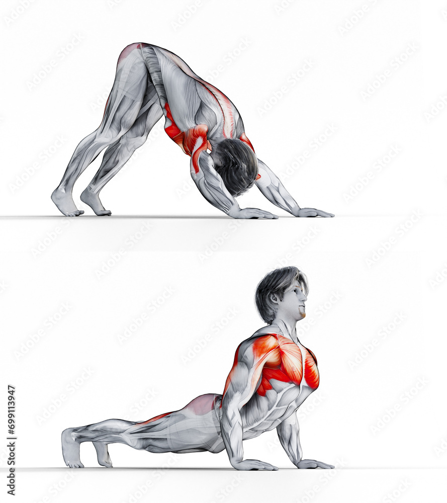 207 Pike to Cobra Push-up. 3D Anatomy of fitness and bodybuilding. An ...