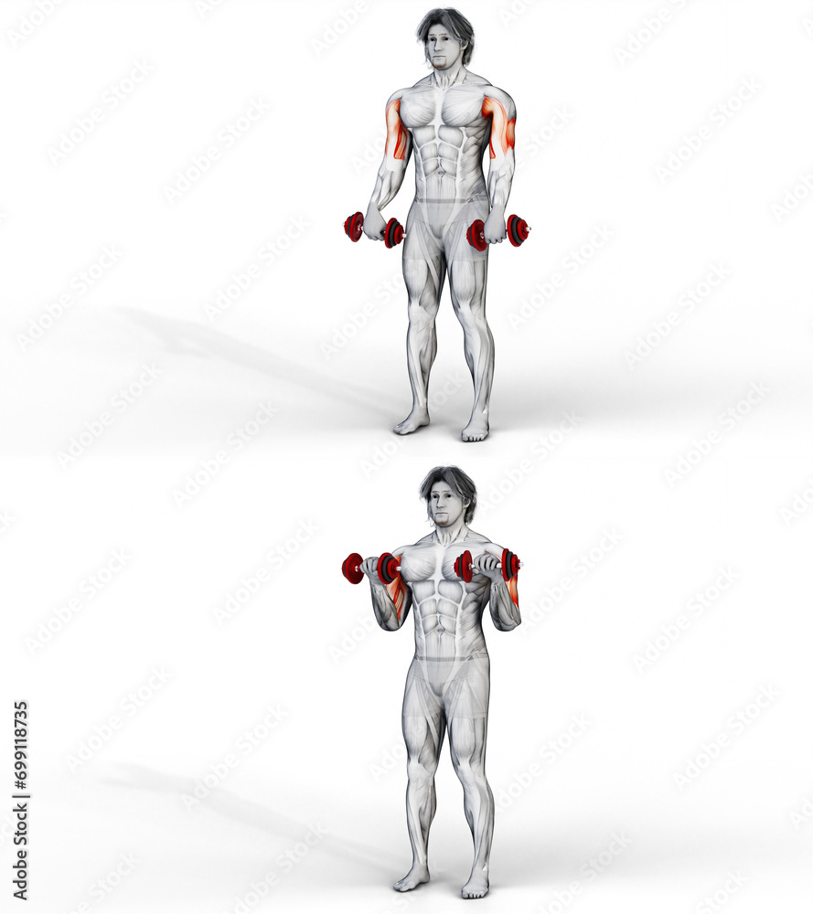 Illustration Stock 301 Biceps- Dumbbell Incline Hammer Curl. 3D Anatomy ...