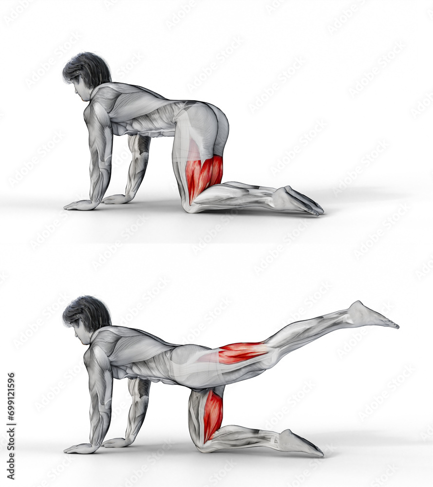 391 Hamstrings- Bodyweight-Kickbacks. 3D Anatomy of fitness and ...