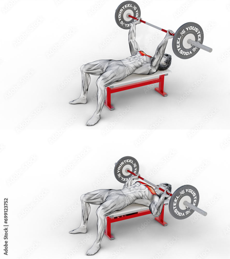 Stock-Illustration „413 Chest-Barbell Bench Press. 3D Anatomy of ...