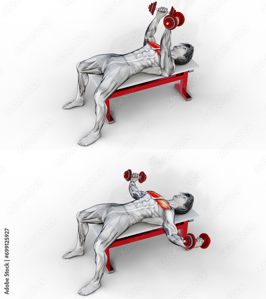 . 3D Anatomy of fitness and bodybuilding. An outstanding display of ...