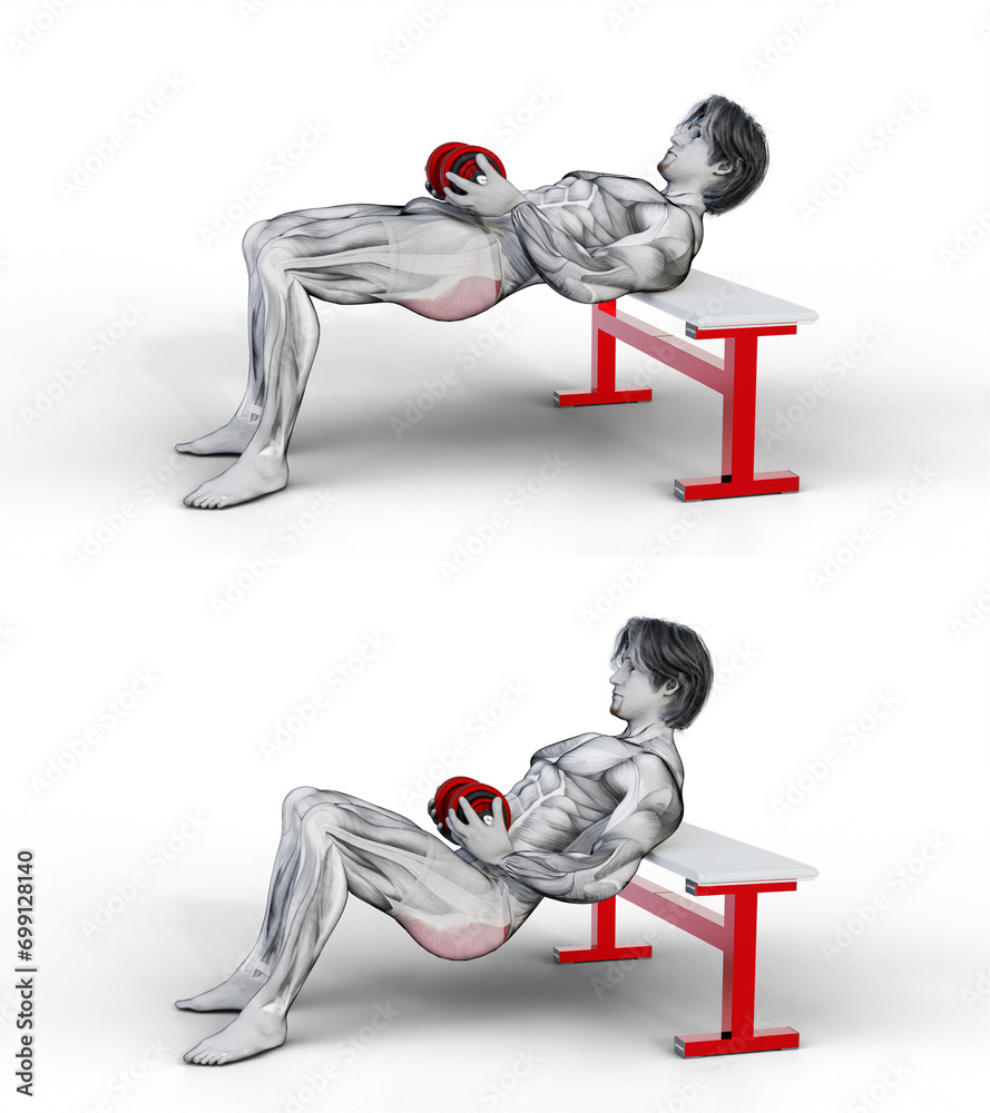 . 3D Anatomy of fitness and bodybuilding. An outstanding display of ...