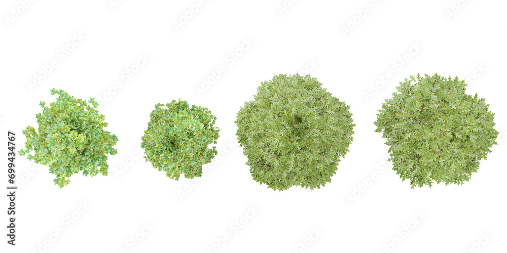 Liriodendron tulipifera Liriodendron,Quercus palustris trees top view ...