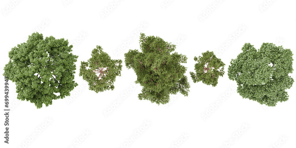 Pinus sylvestris plants top view for landscape plan and architecture ...