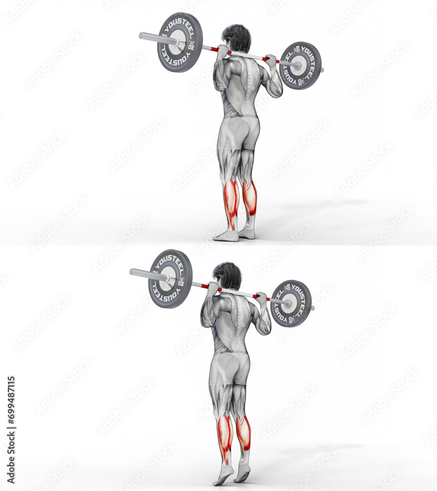 447 Calves-Barbell Calf Raises. 3D Anatomy of fitness and bodybuilding ...