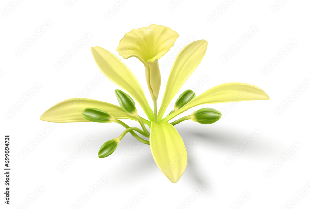 Vanilla Flower. Realistic food cooking condiment. Aromatic ingredient ...