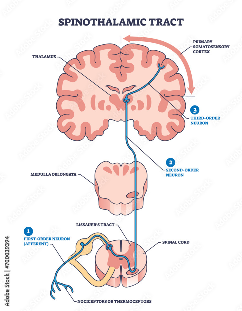 Vector de Stock Spinothalamic tract as neural pathway to brain thalamus ...