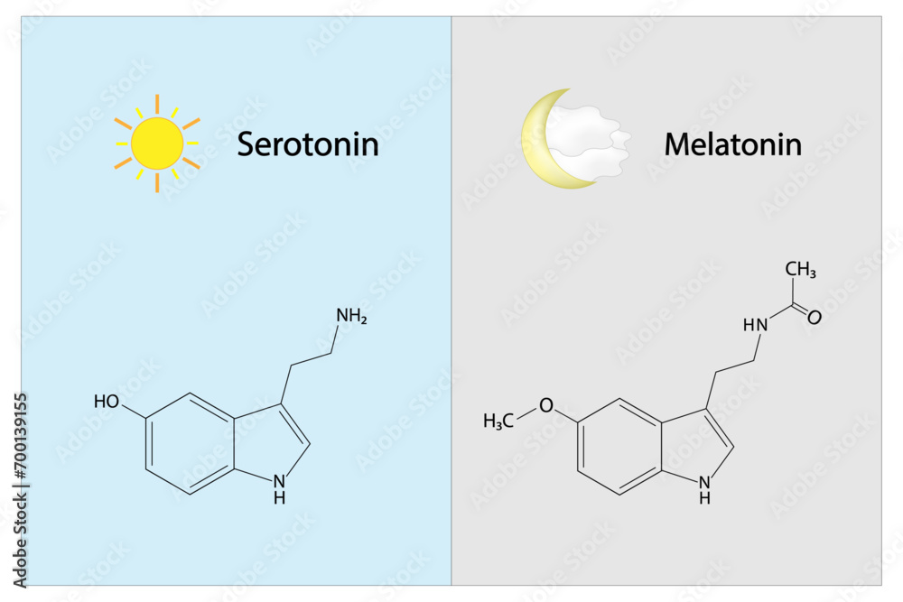 Pineal gland hormones. Serotonin and melatonin. Circadian rhythm ...