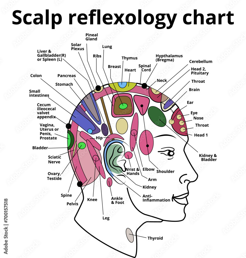 scalp reflexology chart, head reflexology chart Stock Vector | Adobe Stock