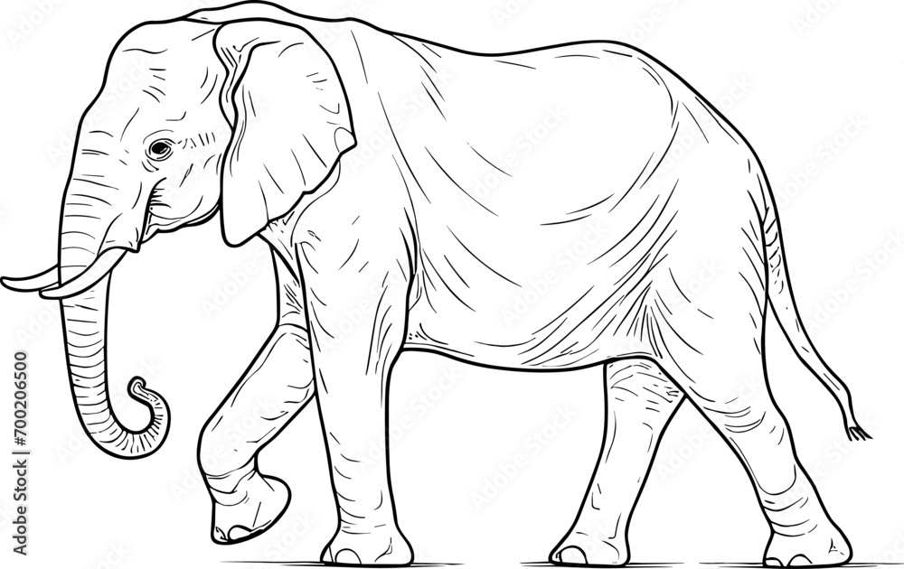 Elephant, line drawing side view picture isolated on white background ...
