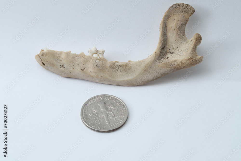 Buccal (outside) view of lower jawbone (mandible) of baby raccoon with ...