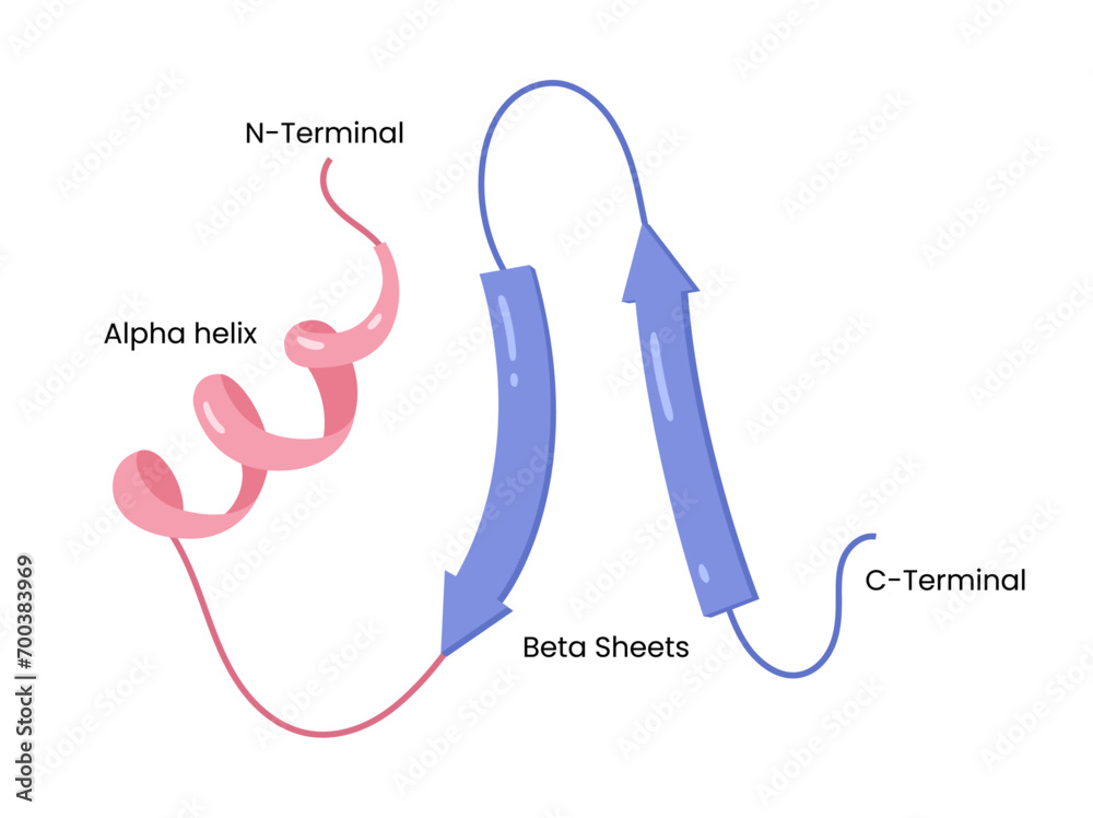 Vector illustration of secondary structure of proteins, alpha helix ...