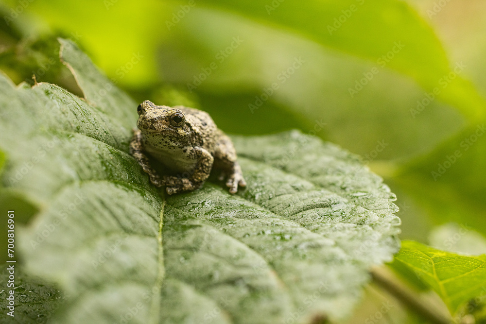 Gray tree frog in a native garden Stock Photo | Adobe Stock