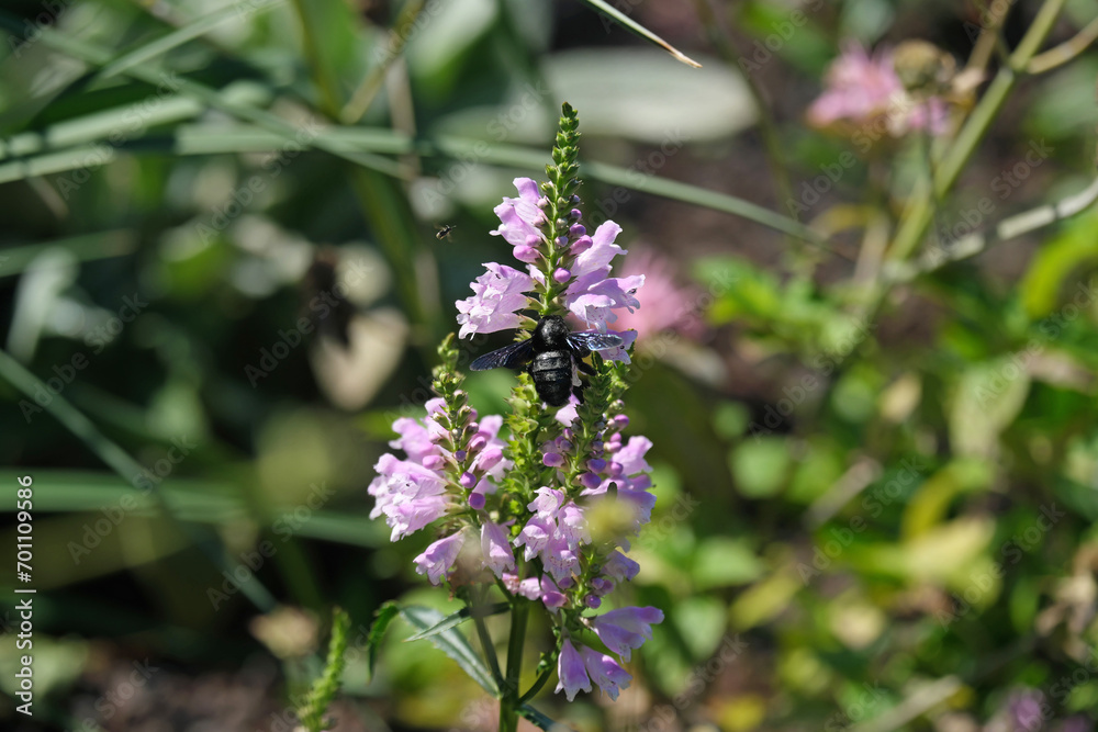 Nature photo of a carpenter bee (Xylocopa violacea) on a pale purple ...