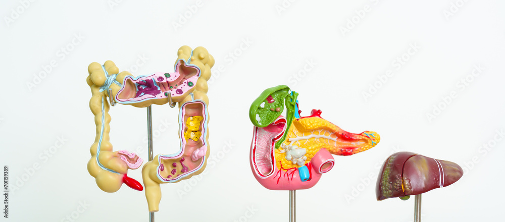 human Digestive system anatomy model, Pancreas, Gallbladder, Bile Duct ...