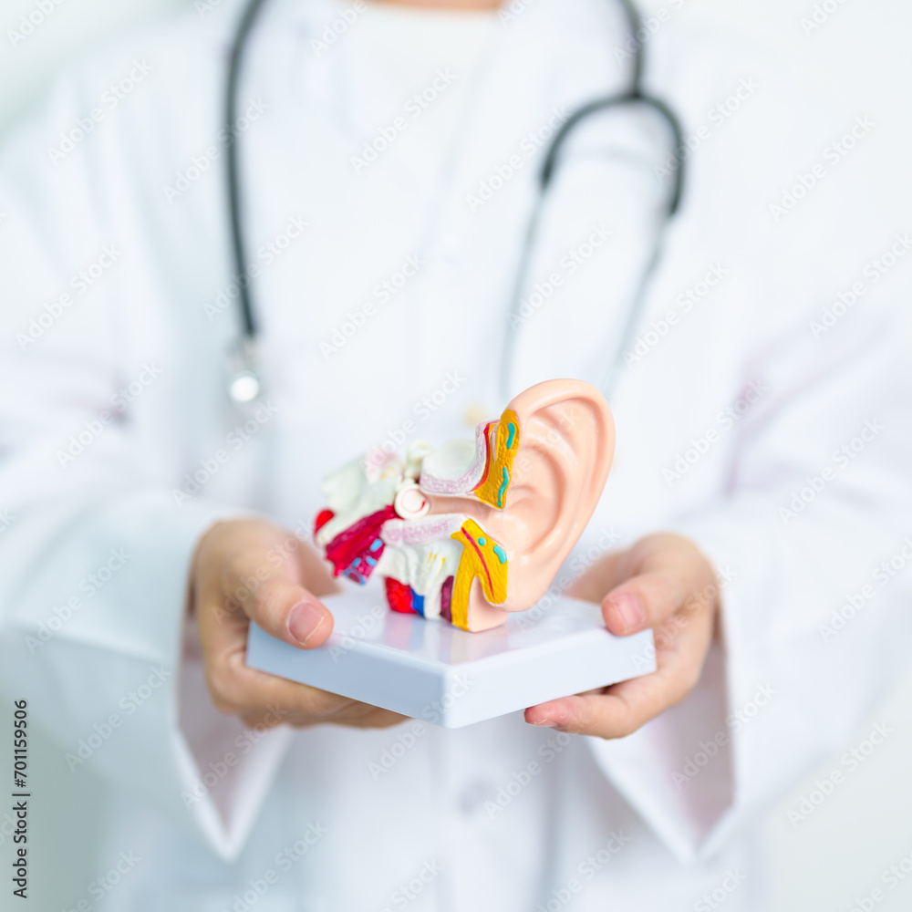 Doctor with human Ear anatomy model. Ear disease, Atresia, Otitis Media ...