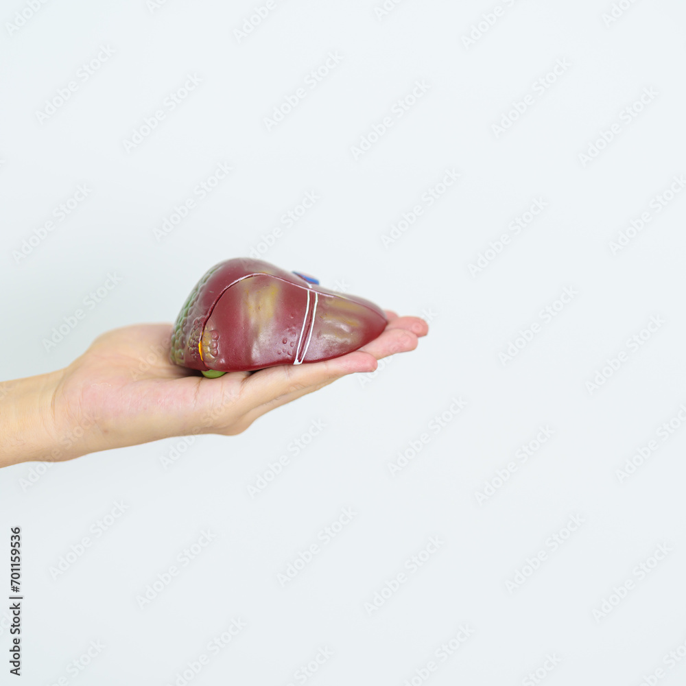 Doctor with human Liver anatomy model. Liver cancer and Tumor, Jaundice ...