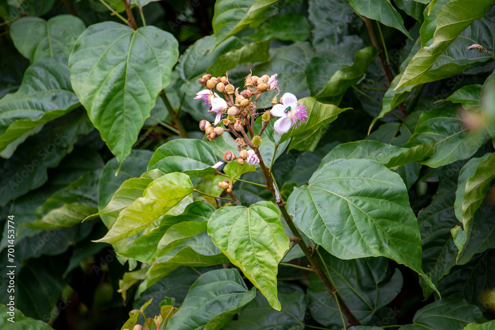 Flor do urucuzeiro, árvore cujo fruto é o urucum, de onde se extrai o ...