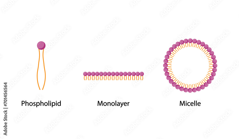 Micelle Structure, Soap Molecule, Micelle Formation. Phospholipid with ...